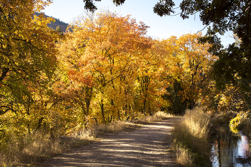 Maple Dell in Autumn | K. Bradley Washburn Art & Design
